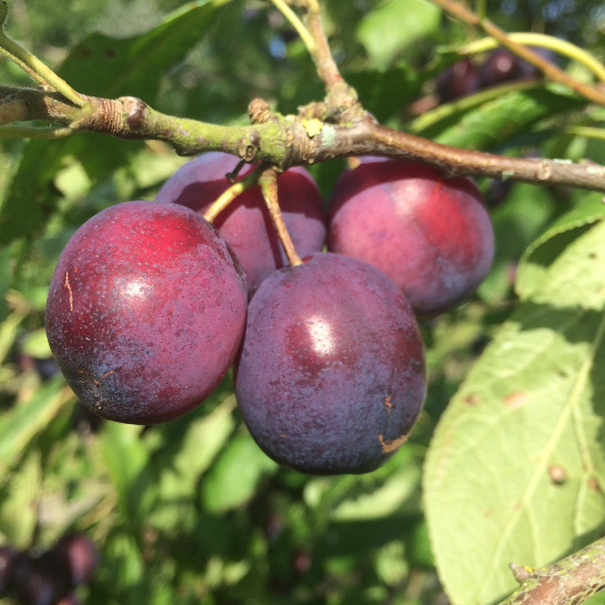 Damson in Distress - foraging for wild damsons and making damson jelly